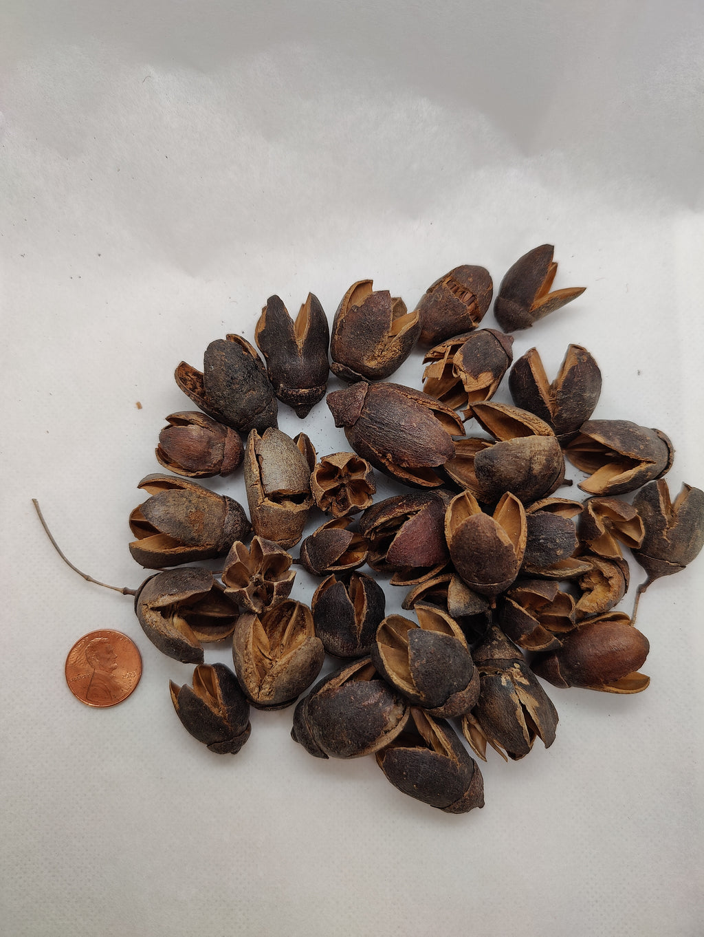 Bakuli - Dried Botanical – Just Browsing LLC